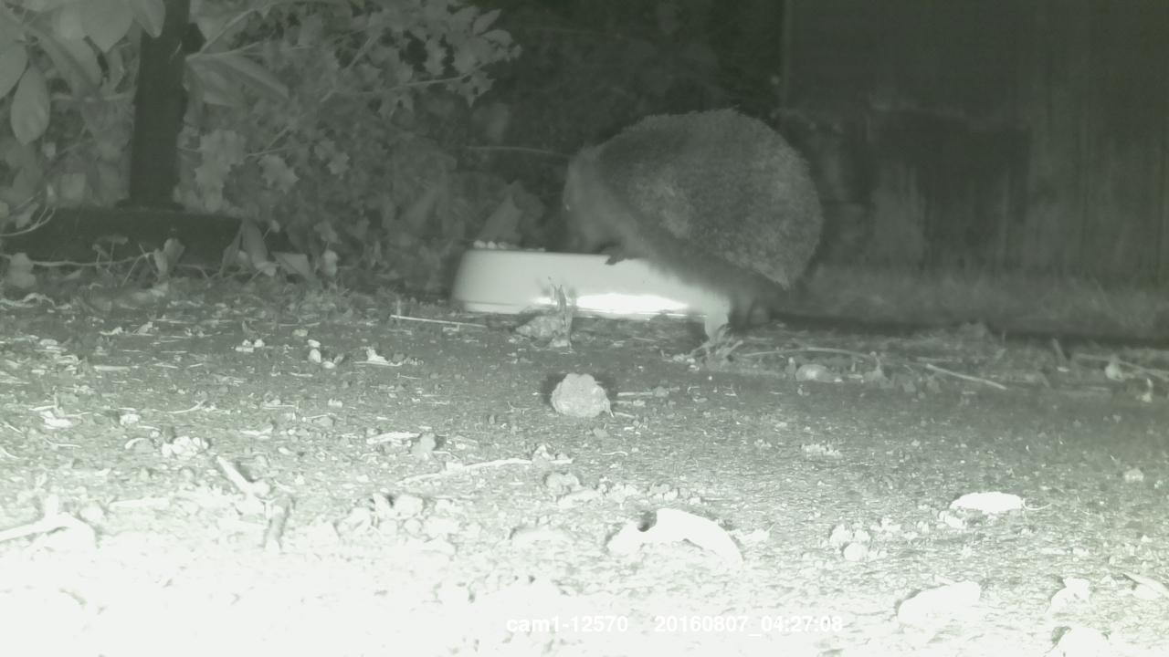 A step by step guide to building a Raspberry Pi Hedgehog camera ...